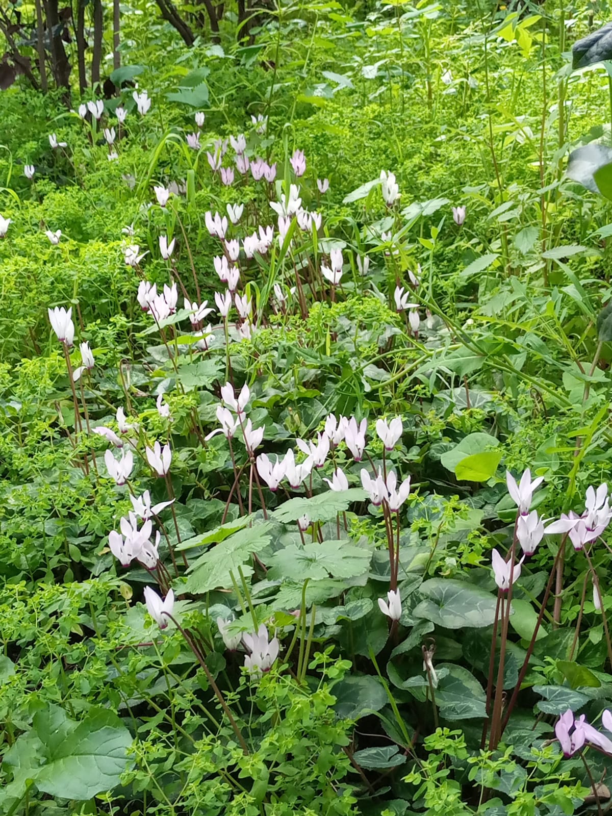 Home Page - CPRM CLINICS